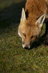 RED FOX 5