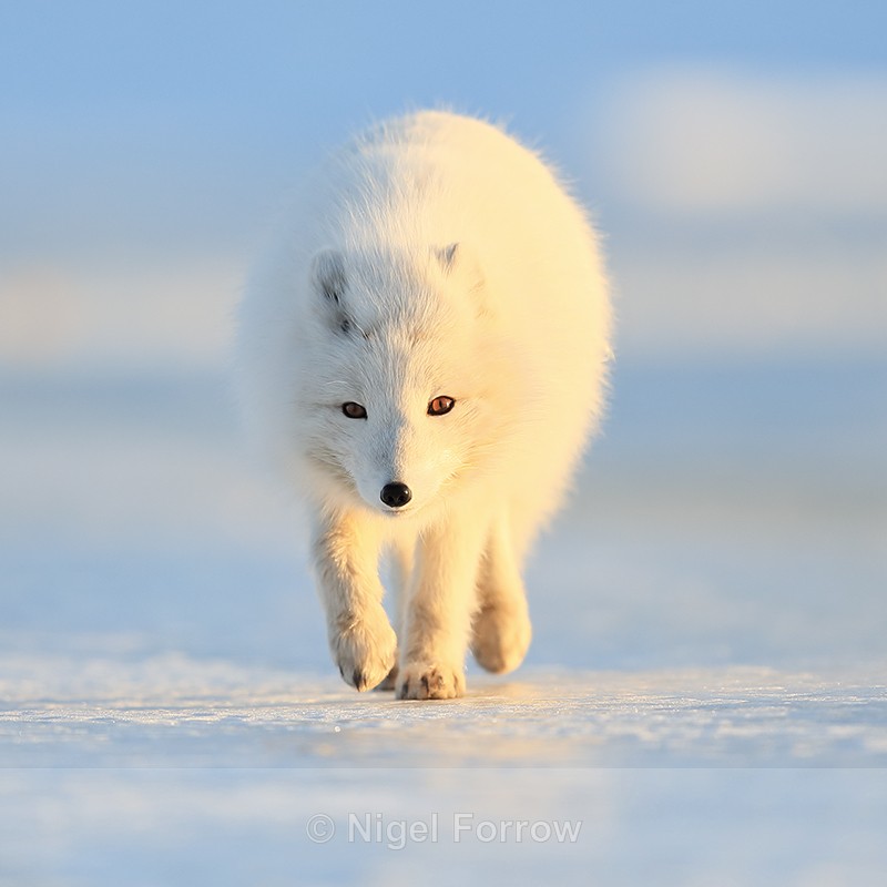 Arctic Fox head-on, Svalbard, Norway