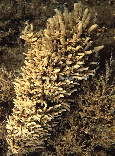 Leucosolenia sp.