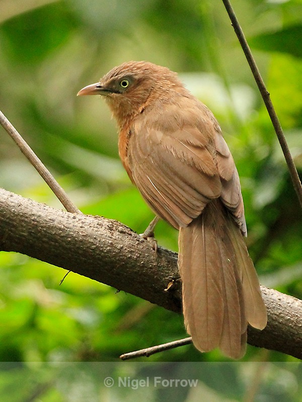 Rufous Babbler (Chatterer) perched on a branch
