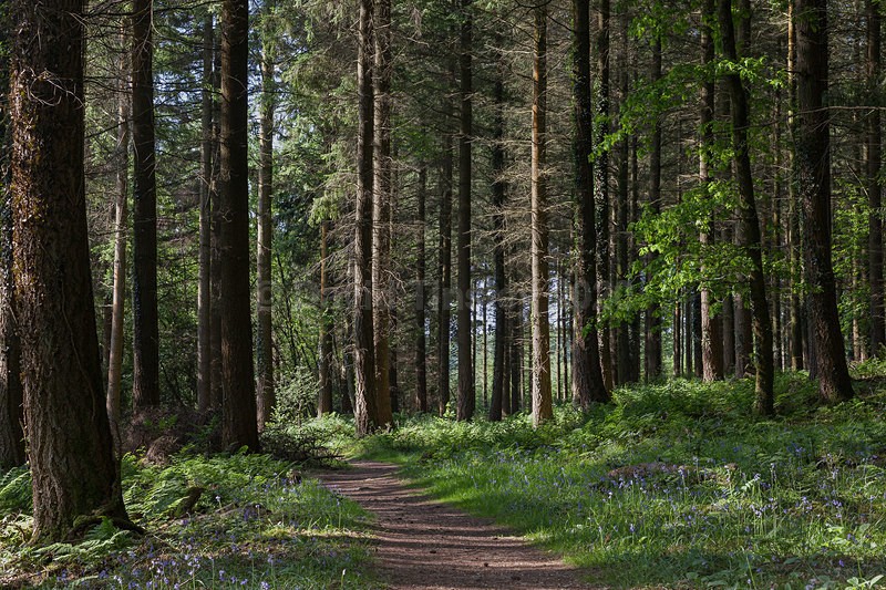 Spruce Woodland Path
