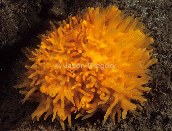 Polymastia boletiformis