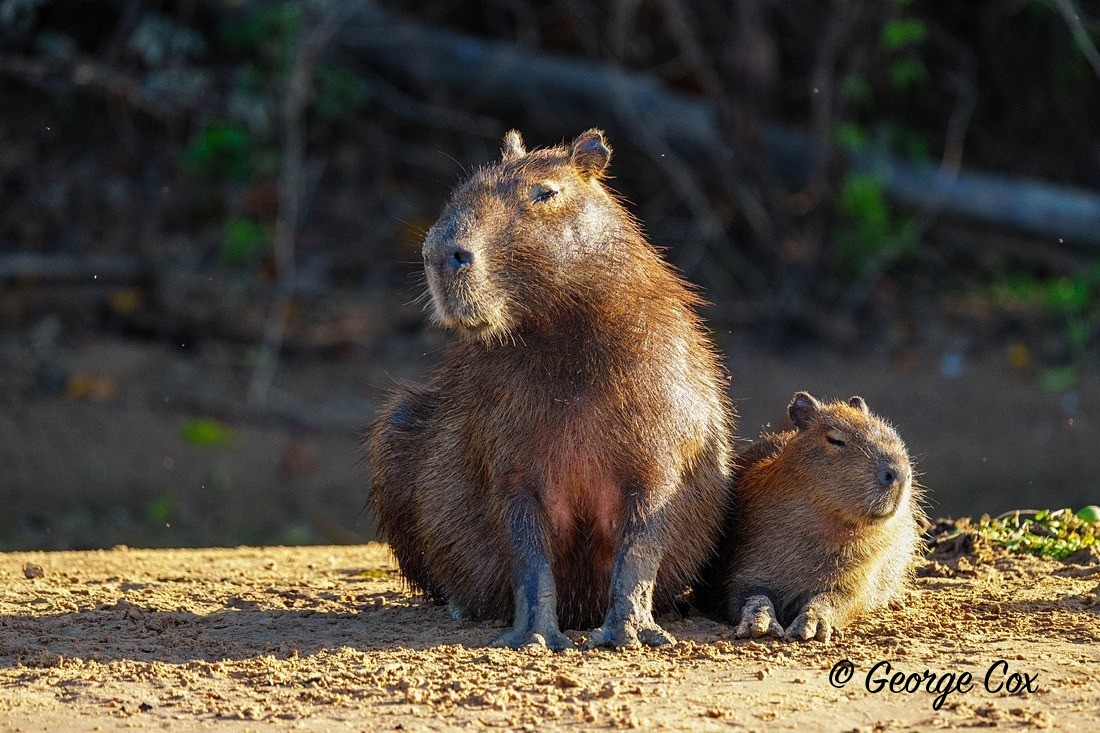 Capybara mother and young