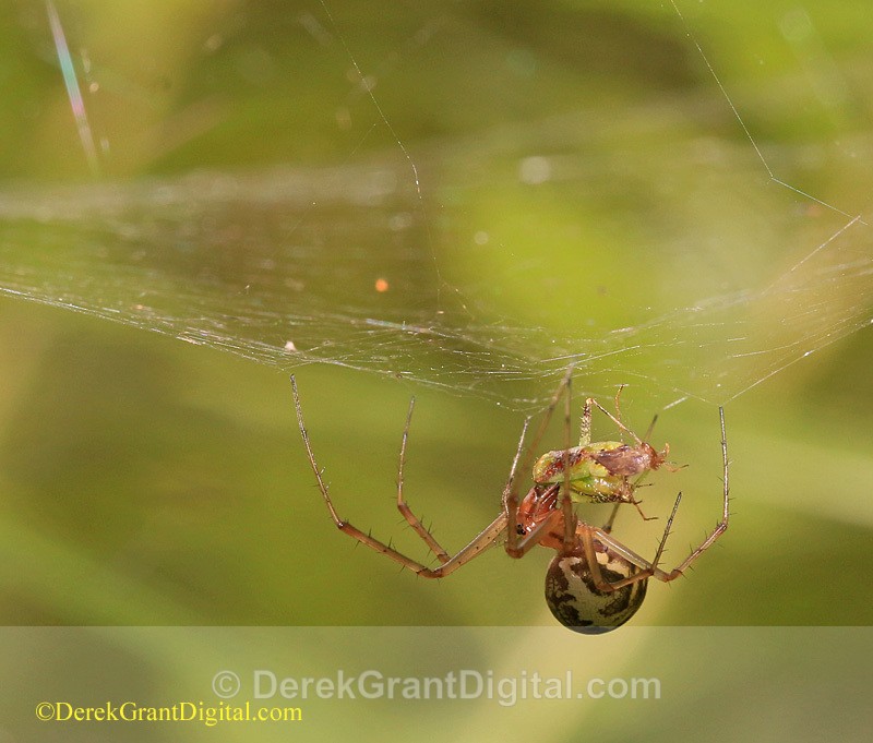 Linyphia triangularis European Sheetweb Spider New Brunswick Canada