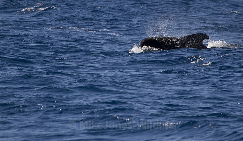 Short finned pilot whale, Madeira, Portugal (ref M21)