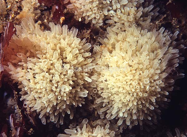Leucosolenia sp.