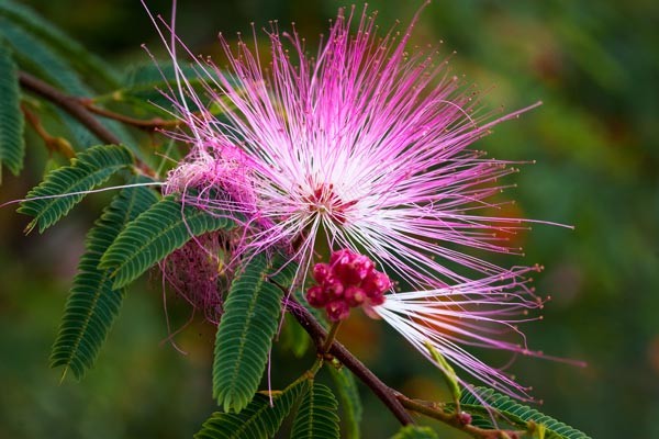 Calliandra Selloi