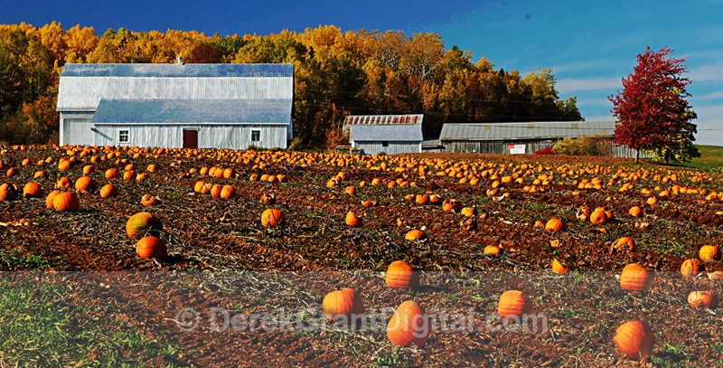 The Great Pumpkin Patch