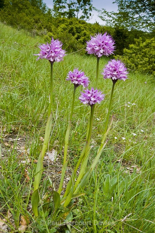 Orchids - Orchis photo - Paul Harcourt Davies