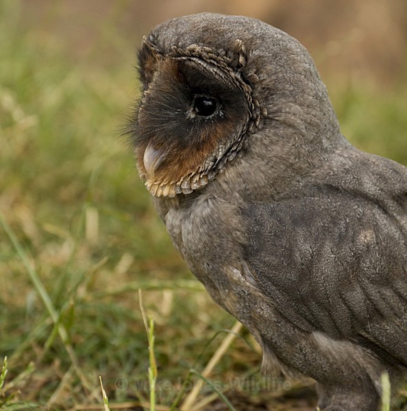 BLACK BARN OWL
