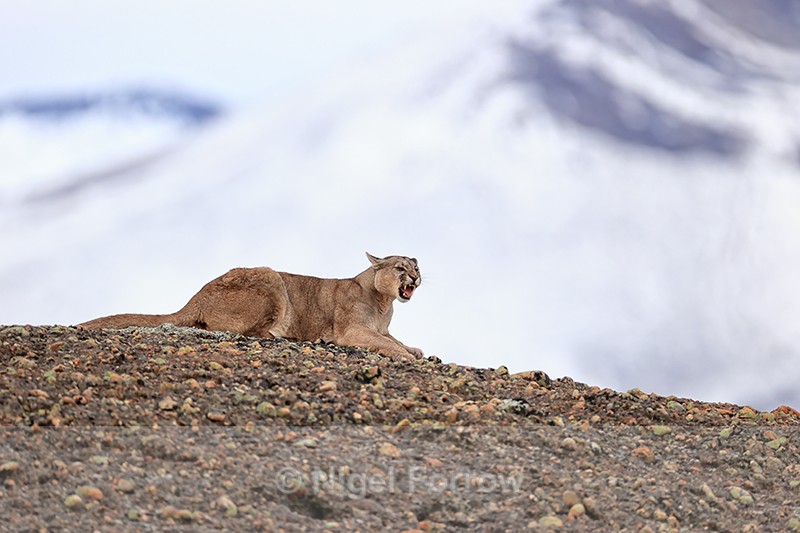 Puma Petaca snarling at daughter Escacha, Torres del Paine, Chile