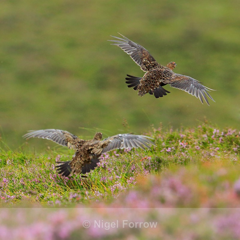 Red Grouse in flight