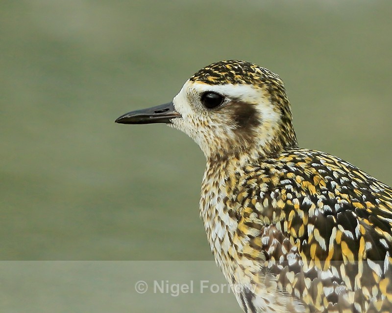 Pacific Golden Plover close-up, Hawaii