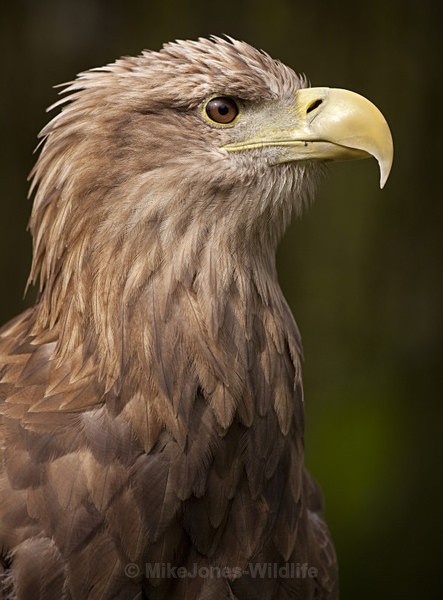 White tailed Eagle