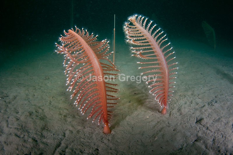 Pennatula phosphorea