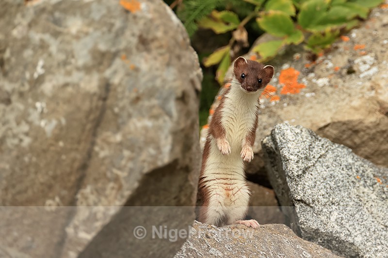 Curious Stoat looks around rock, Duck Island, Alaska