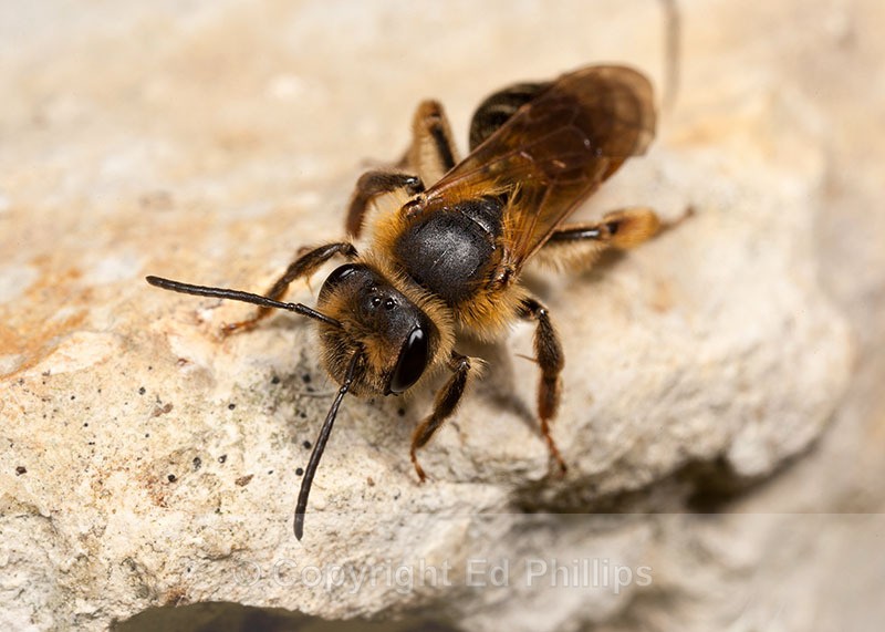 Andrena bucephala (f)