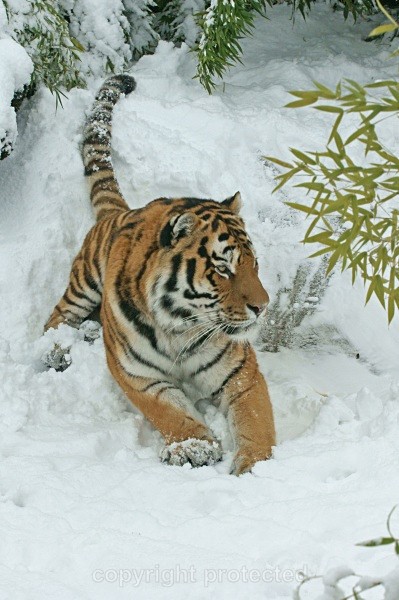 Amur Tiger - Igor in snow (Colchester Zoo)