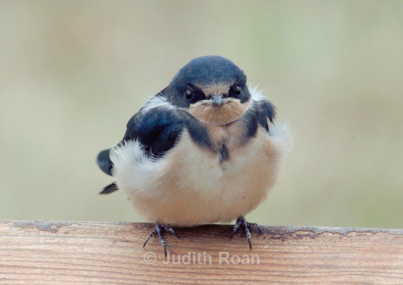 Barn Swallow fledgling