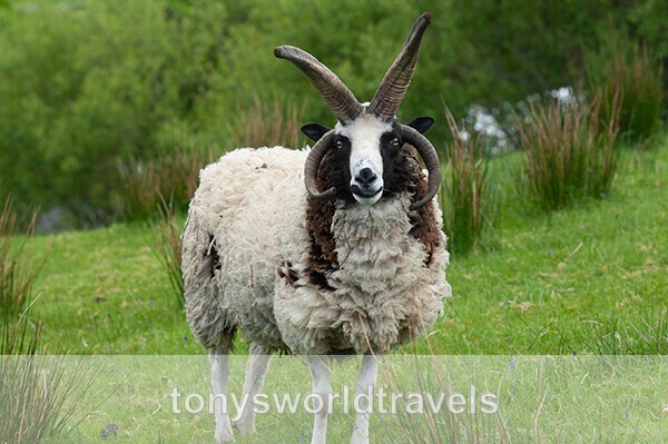 Jakob four Horn Sheep, Donegal, Ireland