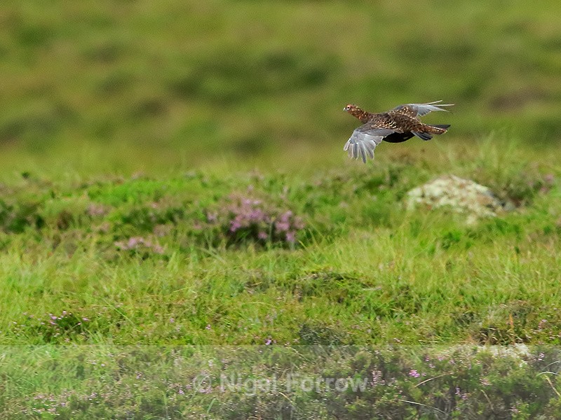 Red Grouse (male) in flight, Scotland