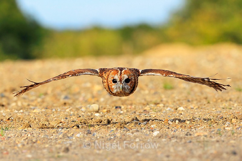 Tawny Owl in flight