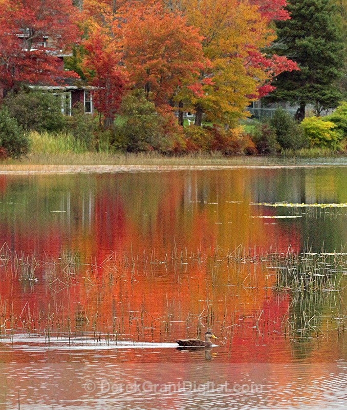 Season of Fire - New Brunswick Autumn Leaves
