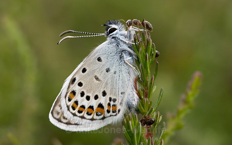 Silver studded blue butterfly, Emerging from ants nest