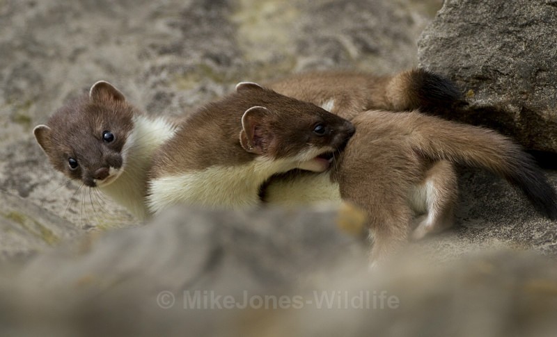 Stoat Kit. Conwy, ref st1