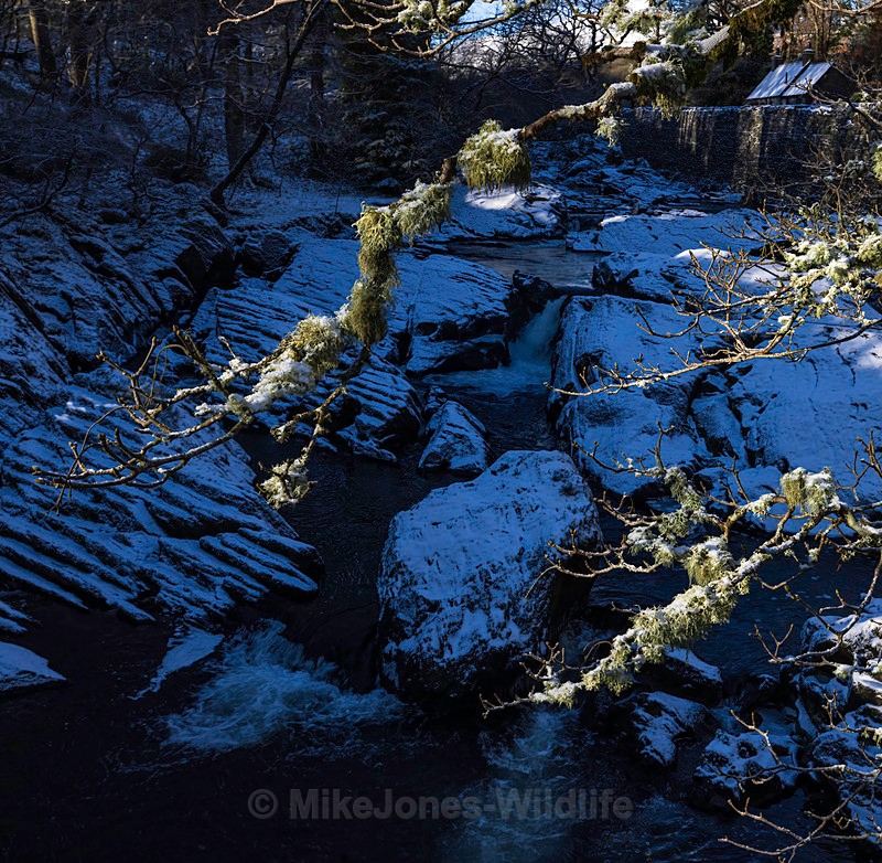 Frozen Lichen on a Winter river, Eryri National Park [Snowdonia]