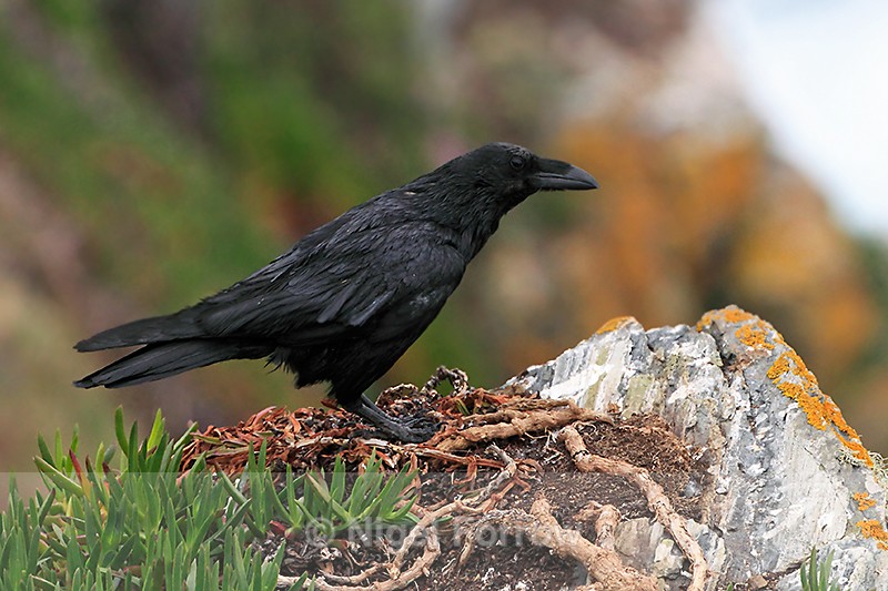 Raven perched on a cliff ledge