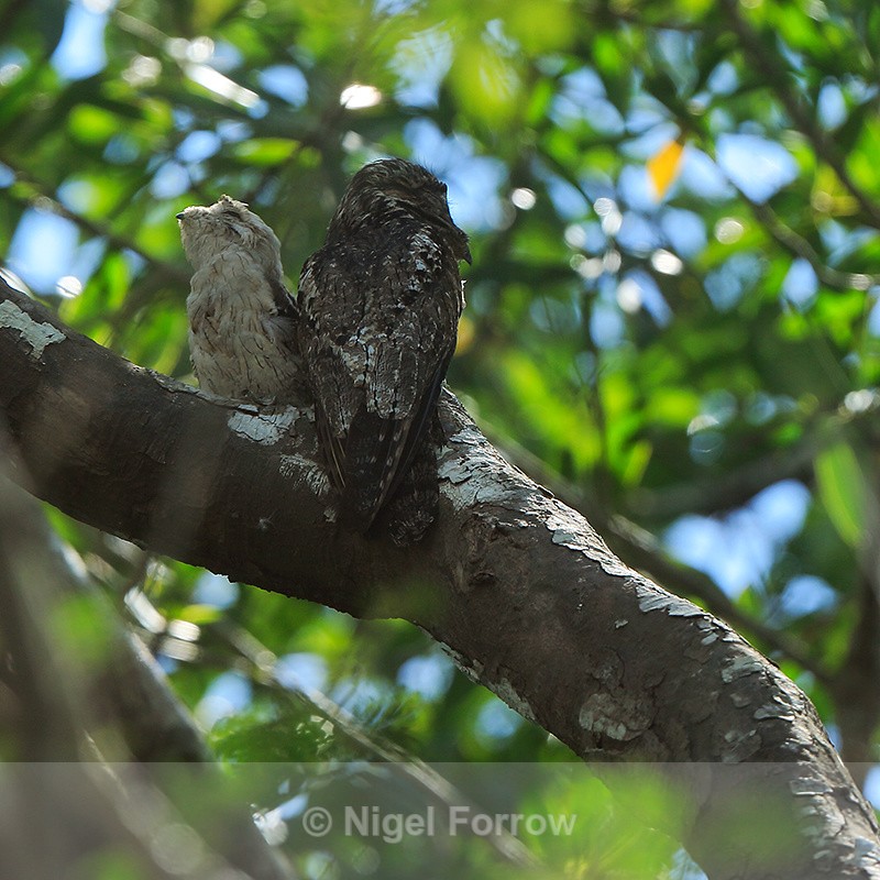 Common Potoo (juvenile and adult) roosting, Costa Rica