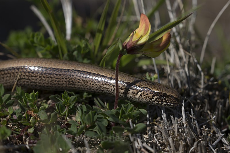 Slow worm limbless reptile, Isle of Mull, Scotland