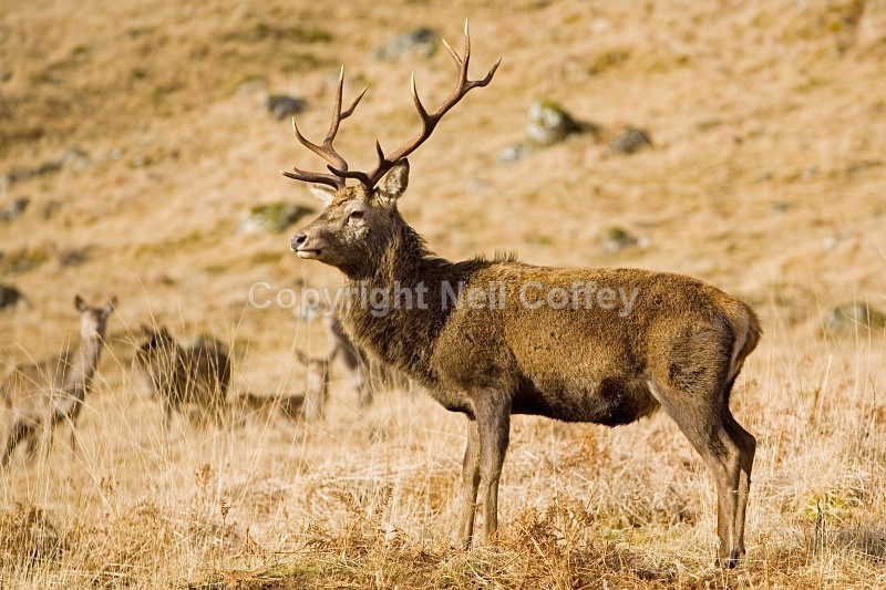Royal Stag in Glen Etive, Highland