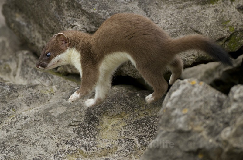 Stoat Kit, Airbourne division.ref st 16