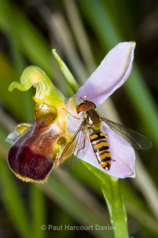 Ophrys apifera (Bee Orchid) var bicolor