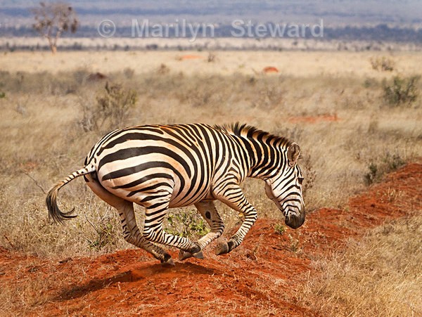Zebra galloping