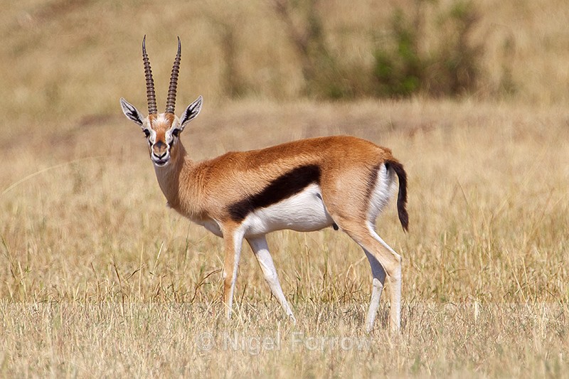 Thomson's Gazelle, Masai Mara, Kenya