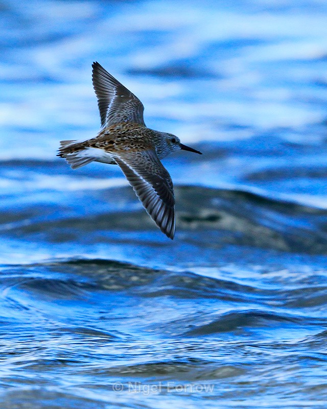 Dunlin in flight at Farmoor