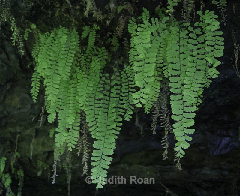Ferns Under Ponytail Falls