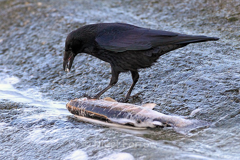 Carrion Crow pecking at the eye of a dead fish at Farmoor Reservoir