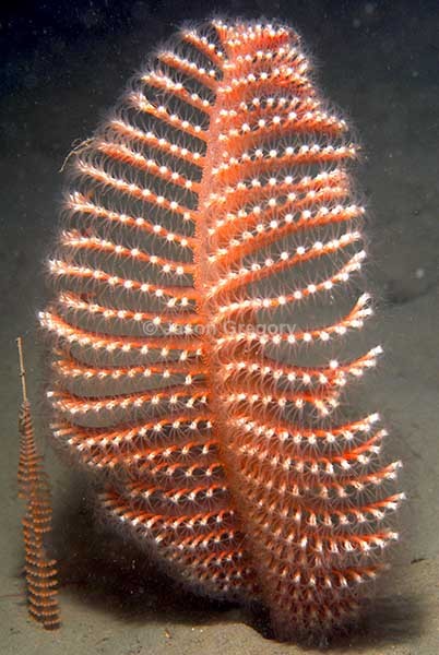 Pennatula phosphorea