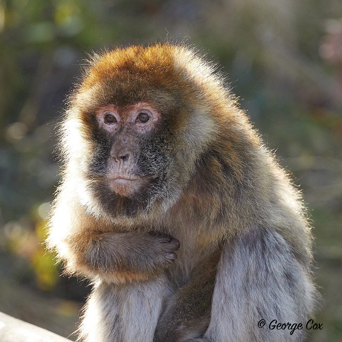 Back lit Barbary Macaque