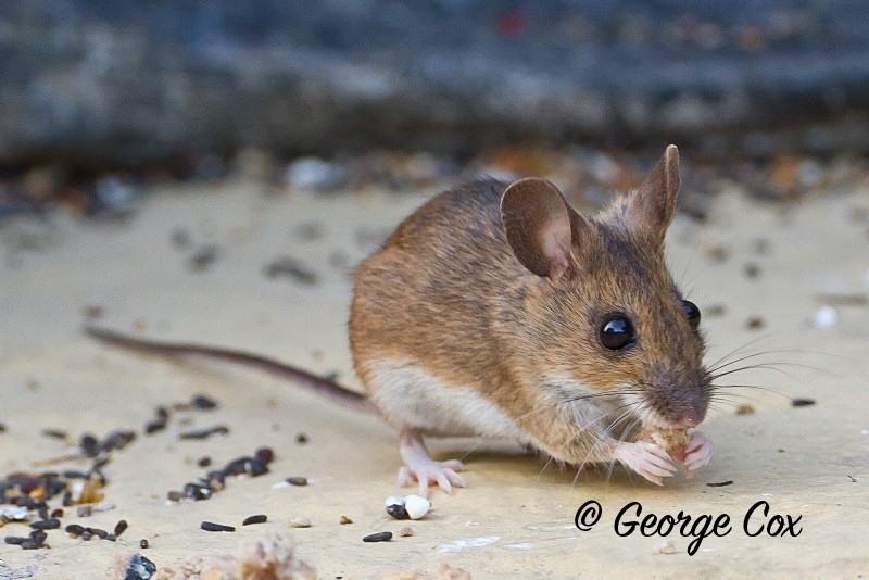 garden mouse