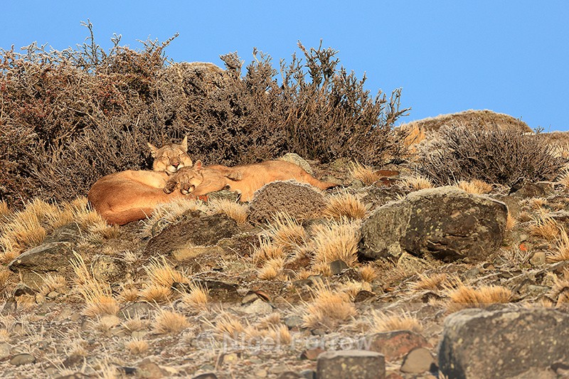 Puma Rupestre and cub sleeping together, Torres del Paine, Chile