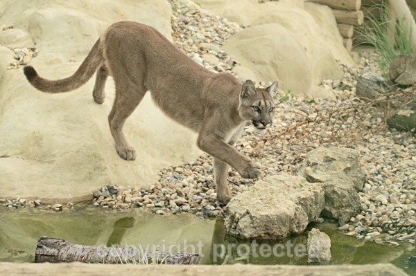 Viktoria, Puma at WHF