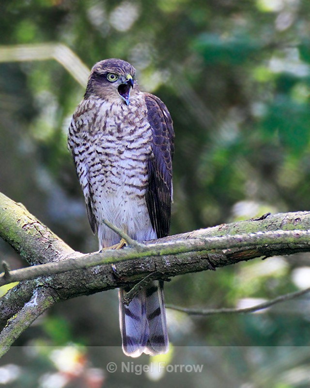 Sparrowhawk (juvenile) calling, Otmoor