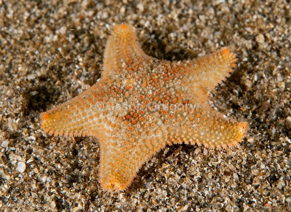 Asterina gibbosa