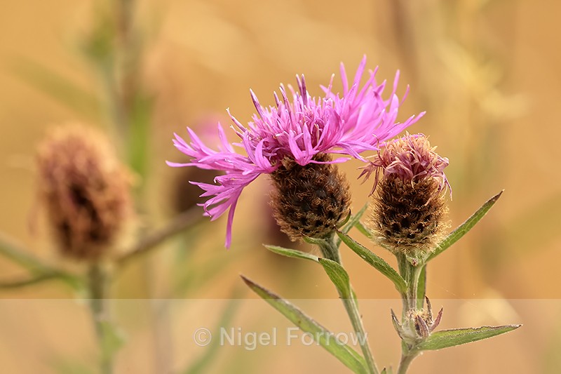 Common Knapweed flower, Arne, Dorset