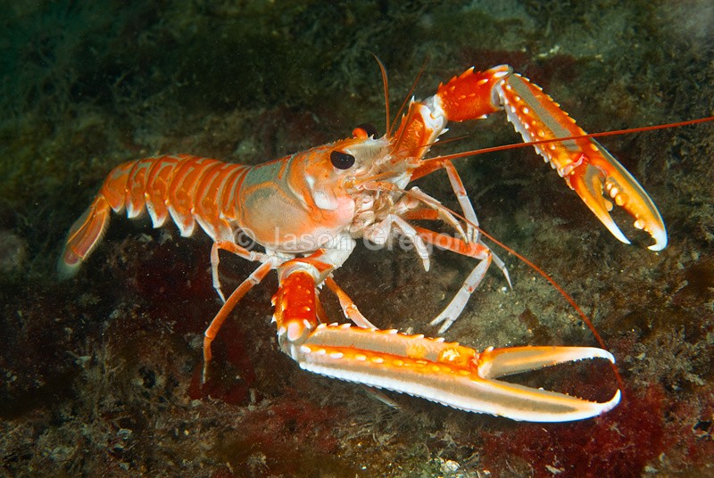 Nephrops norvegicus